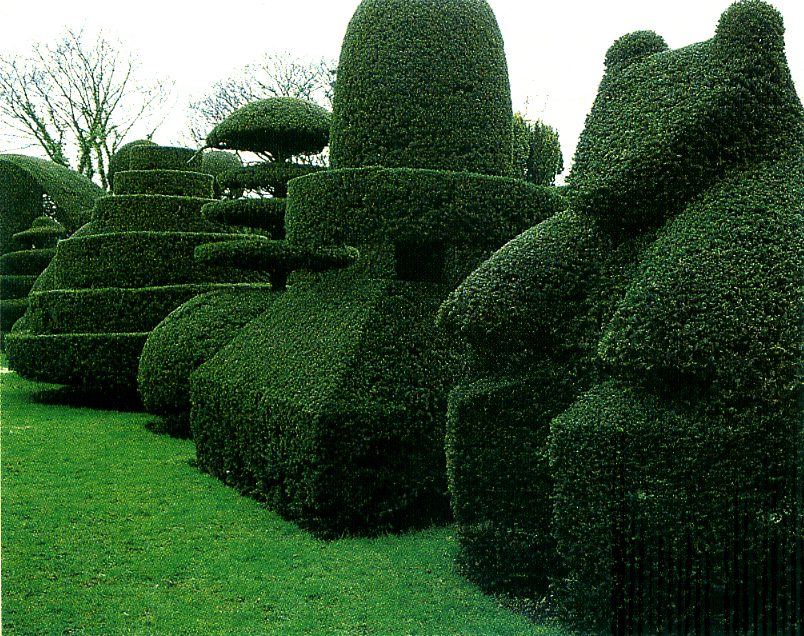 Topiary / Shearing shapes - Beddow Tree Specialists